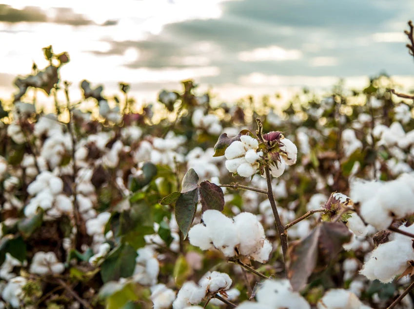 Radical Left Scum Organic Hoodie – Kind Cotton